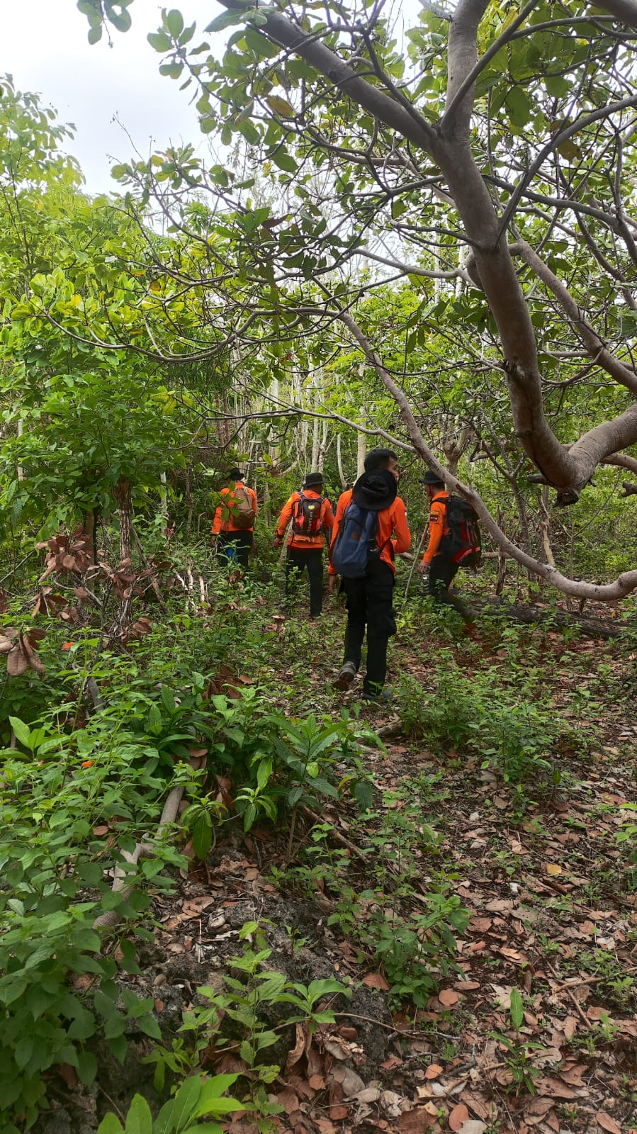 Basarnas Lanjutkan Pencarian Lansia Tersesat di Hutan Alasa Selayar ...